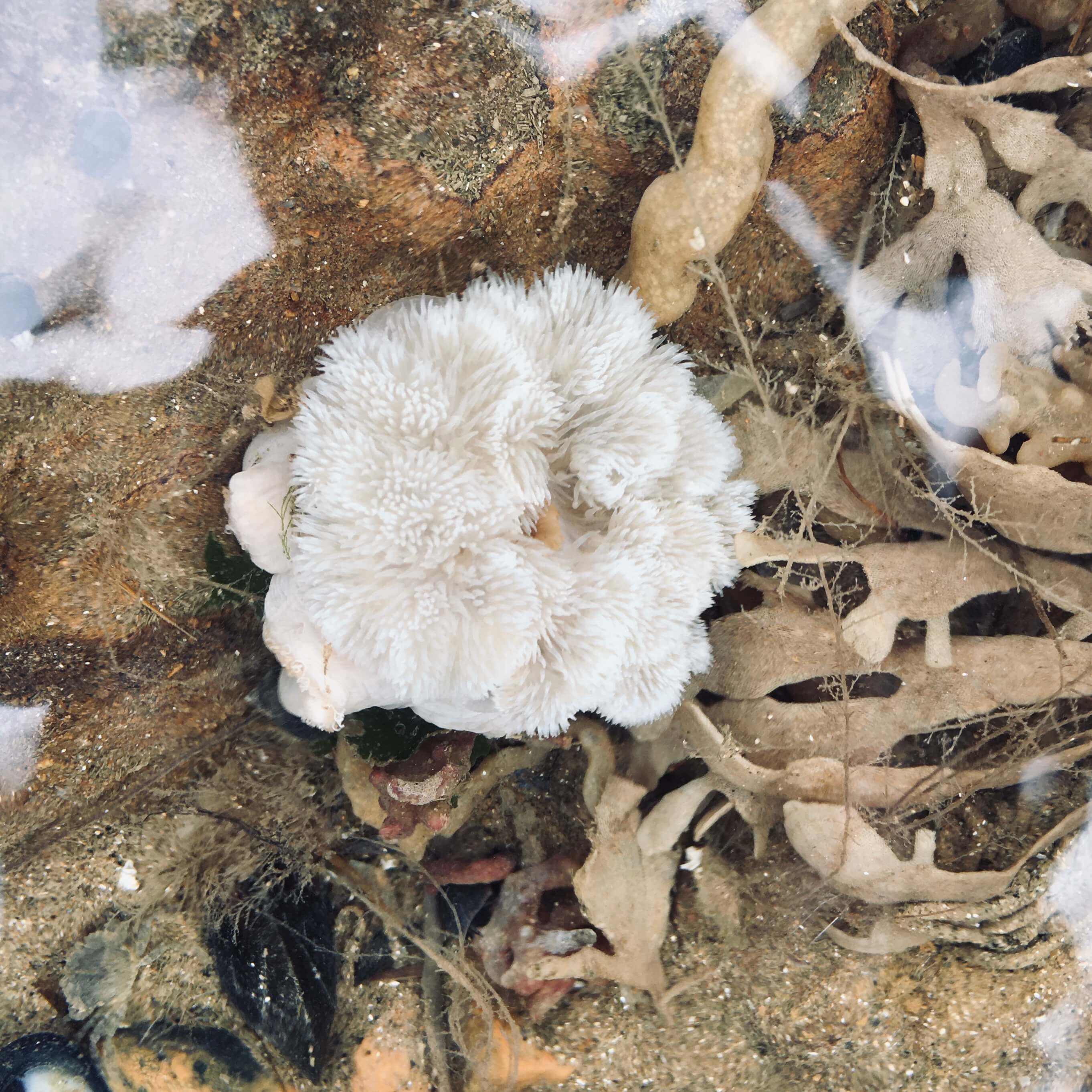 Secrets of the shallows: exploring incredible rock pools – Granny Smith ...