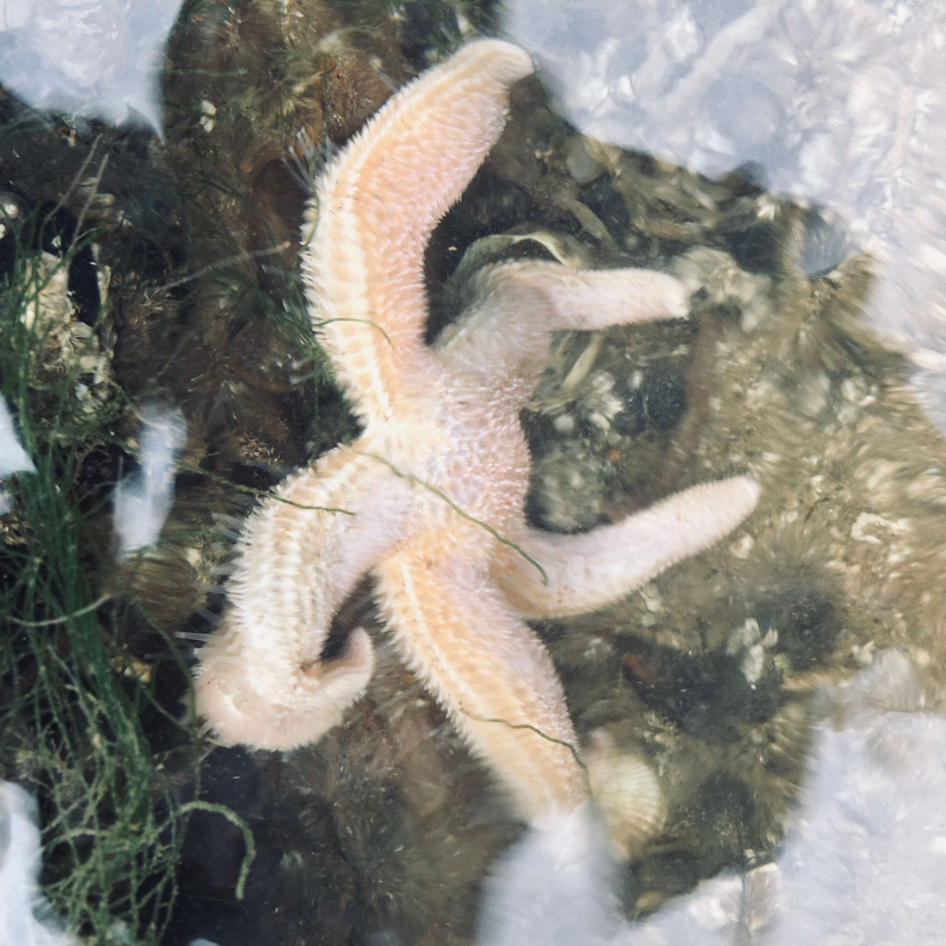 Secrets of the shallows: exploring incredible rock pools – Granny Smith ...